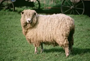 Lincoln Sheep (Sheep, Farm, Animals) Collection Our beautiful Wall Art ...