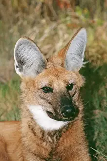 Maned Wolf (Dogs Wild, Mammals, Animals) Collection