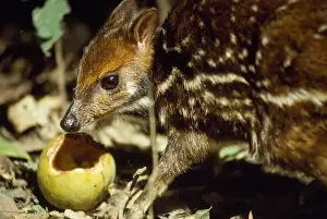 Water Chevrotain (Tragulidae, Mammals, Animals) Collection