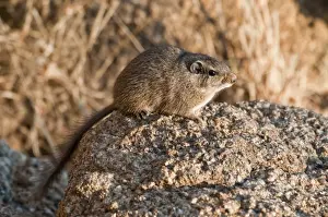 Dassie Rat (Petromuridae, Mammals, Animals) Collection