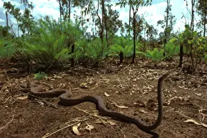 Oenpelli Python (Python, Snakes, Reptiles)