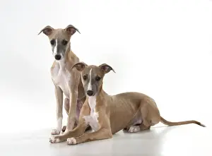 Whippet (Hound, Dogs Domestic, Mammals, Animals) Collection