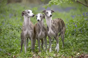 Whippet (Hound, Dogs Domestic, Mammals, Animals) Collection
