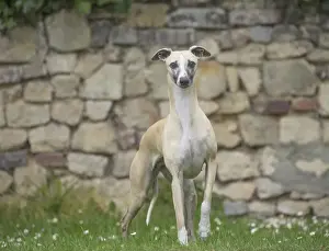 Whippet (Hound, Dogs Domestic, Mammals, Animals) Collection