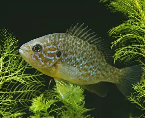 Pumpkinseed (P, Fishes, Animals) Collection available as Framed Prints ...