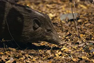 Pygmy Hog Art Prints, Posters & Puzzles