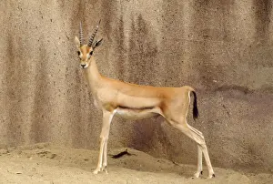 Red-fronted Gazelle Art Prints, Posters & Puzzles