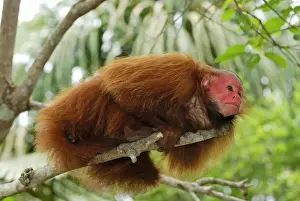 Red Uakari (Mammals, Animals) Collection Our beautiful Wall Art and ...