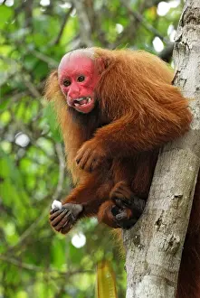 Red Uakari (Mammals, Animals) Collection Our beautiful Wall Art and ...