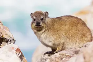 Rock Hyrax Art Prints, Posters & Puzzles