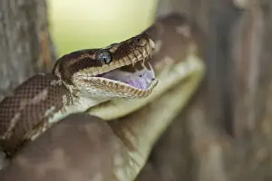 Rough-Scaled Python Art Prints, Posters & Puzzles