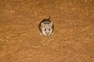 Sandy Inland Mouse (Muridae, Mammals, Animals) Collection