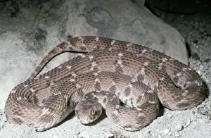 Carpet Viper Art Prints, Posters & Puzzles