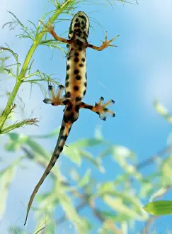 Newts (Amphibians, Animals) Collection Our beautiful Wall Art and Photo ...