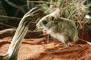 Northern Hopping-mouse (Muridae, Mammals)