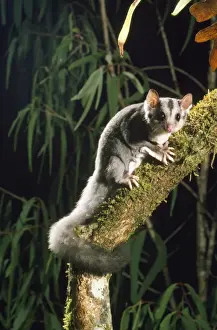 Squirrel Glider (Petauridae, Mammals, Animals) Collection