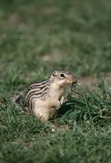 Thirteen-lined Ground Squirrel (Sciuridae, Mammals)