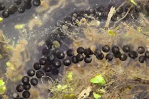 Toad Spawn Art Prints, Posters & Puzzles