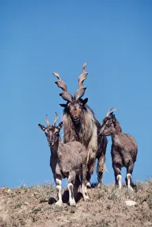 Markhor Art Prints, Posters & Puzzles