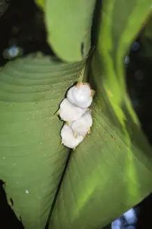 Tent-making Bat (Phyllostomidae, Mammals)
