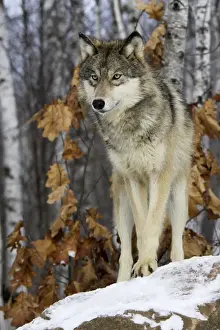 Gray Wolf (Dogs Wild, Mammals, Animals) Collection