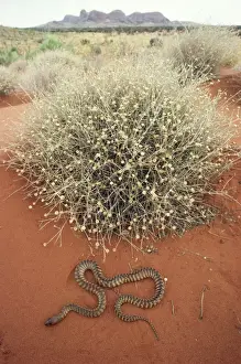 Desert Woma Python (Python, Snakes, Reptiles)