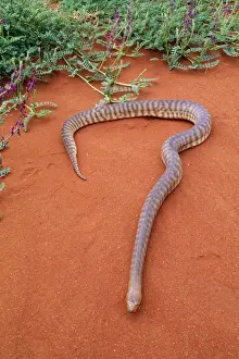 Desert Woma Python (Python, Snakes, Reptiles)
