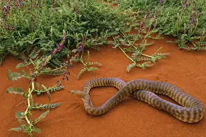 Desert Woma Python (Python, Snakes, Reptiles)