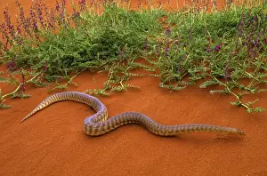 Desert Woma Python (Python, Snakes, Reptiles)