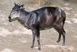 Yellow-backed Duiker Art Prints, Posters & Puzzles