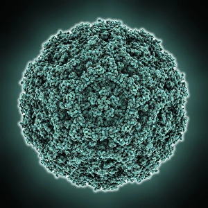 Slapped Cheek Syndrome Art Prints, Posters & Puzzles