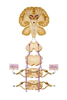 Neural Pathway Art Prints, Posters & Puzzles