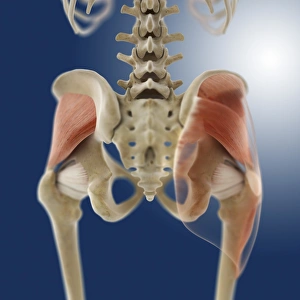 Gluteal Muscles Collection of Photo Prints and Gifts