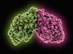 Central Glycolytic Genes Regulator