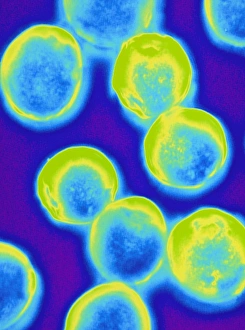 Saline Bacteria Collection of Photo Prints and Gifts