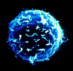 White Blood Cell Collection of Photo Prints and Gifts