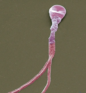 Male Reproductive System Collection of Photo Prints and Gifts