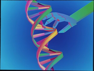 Dna Manipulation Art Prints, Posters & Puzzles