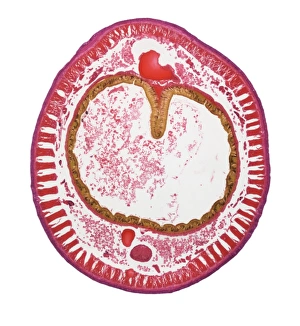 Earth Worm Collection of Photo Prints and Gifts