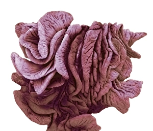 Female Reproductive System Gallery of Photo Prints and Gifts