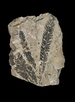 Bennettitales Collection of Photo Prints and Gifts