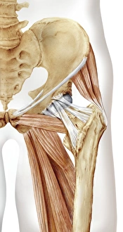 Inguinal Ligament Collection of Photo Prints and Gifts