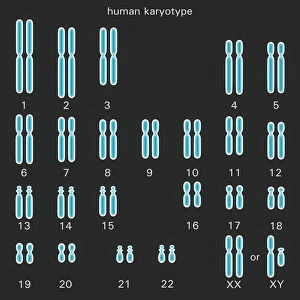 Karyotype Art Prints, Posters & Puzzles