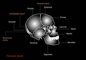 Coronal Suture Art Prints, Posters & Puzzles