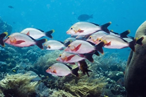 Humpback Snapper Art Prints, Posters & Photo Prints