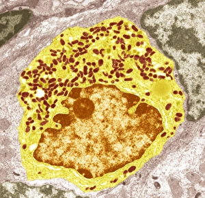 Intestinal Endocrine Cell Art Prints, Posters & Photo Prints