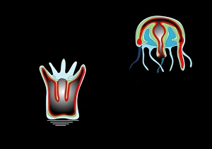 Polyp Phase Art Prints, Posters & Puzzles