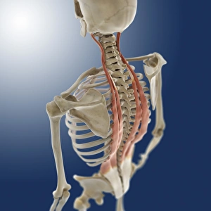 Spinal Muscles Art Prints, Posters & Puzzles