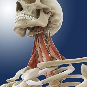 Media Storehouse: Cervical Muscles