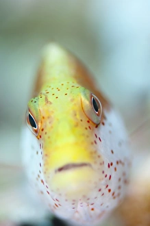 Freckled Hawkfish Art Prints, Posters & Puzzles
